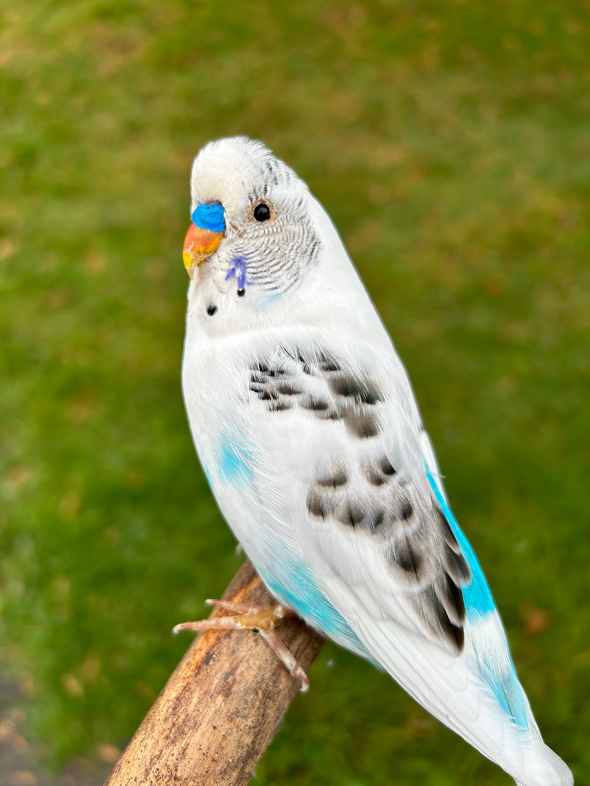Budgerigar Taxidermy White And Blue Budgerigar Parakeet Mounted New