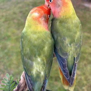 Taxidermy Cuddling Pair of Rosy-faced Lovebirds Mounted on Black Wooden ...