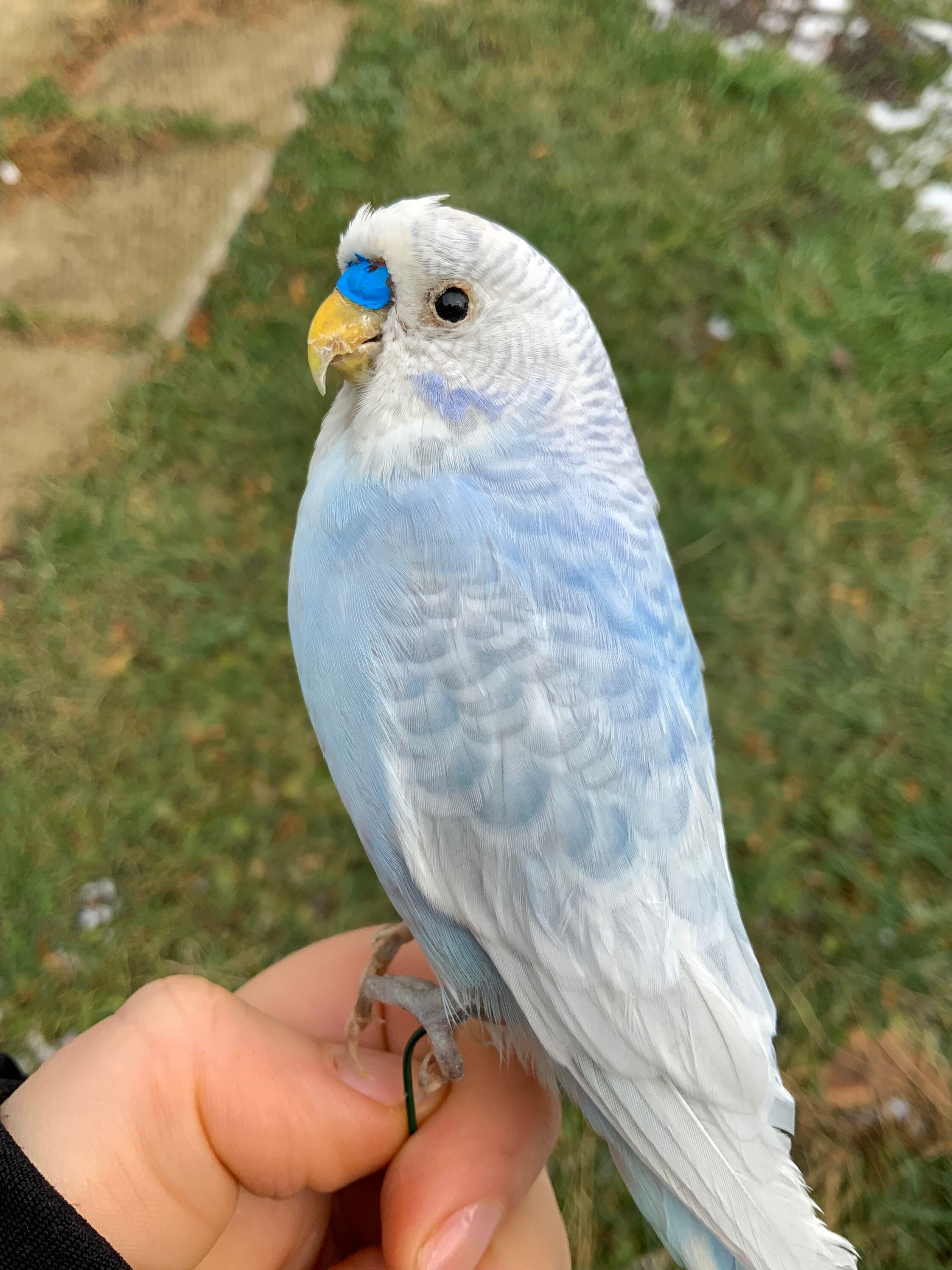 Baby Blue Parakeets