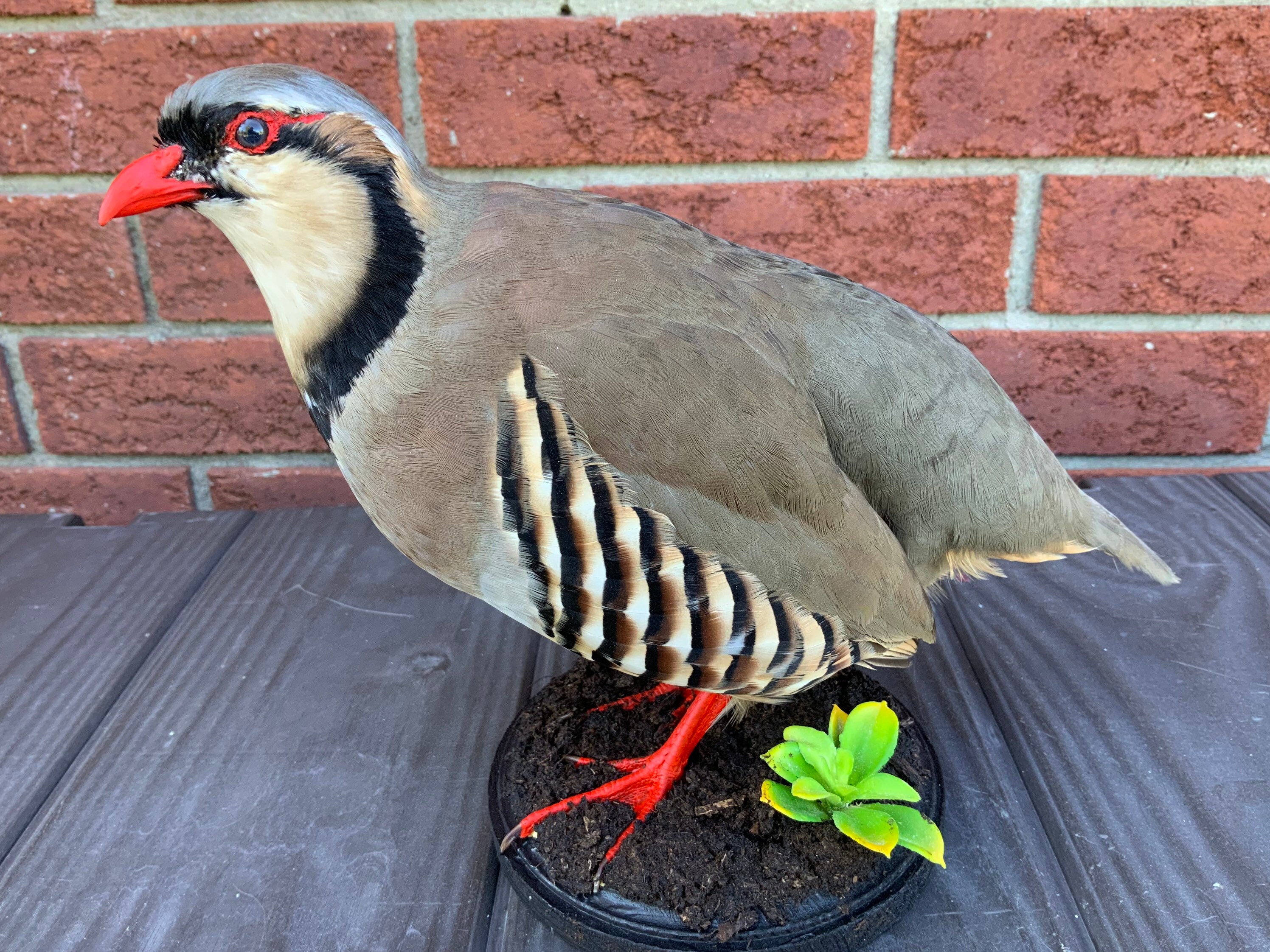 Chukar Mounts