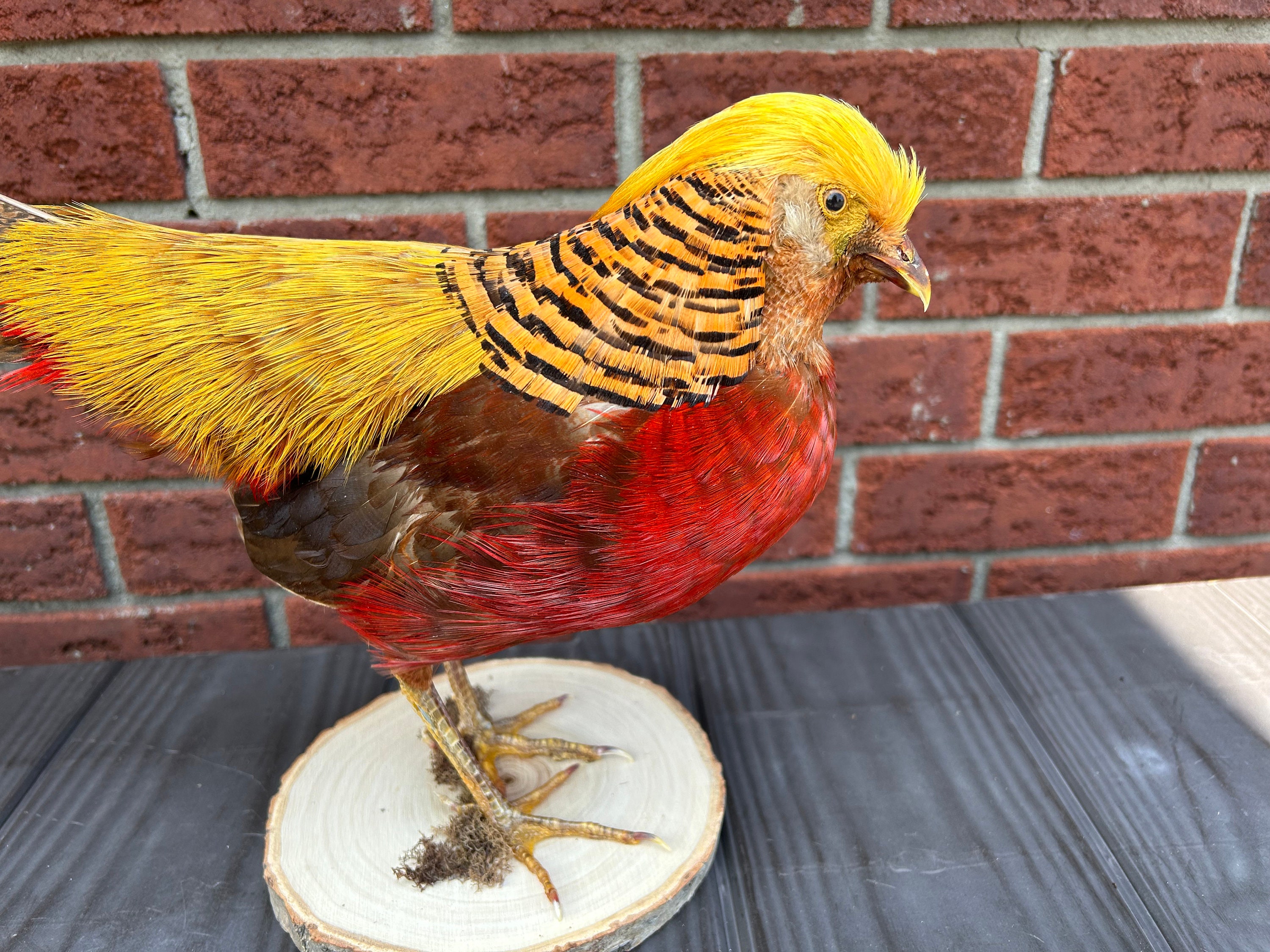 Cinnamon Golden Pheasant