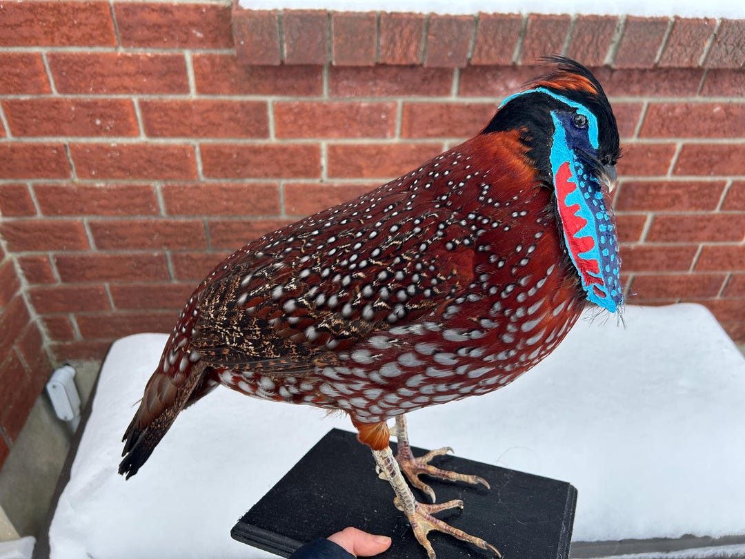 Taxidermy Displaying Temmincks Tragopan Mounted on Wooden Stand - Etsy