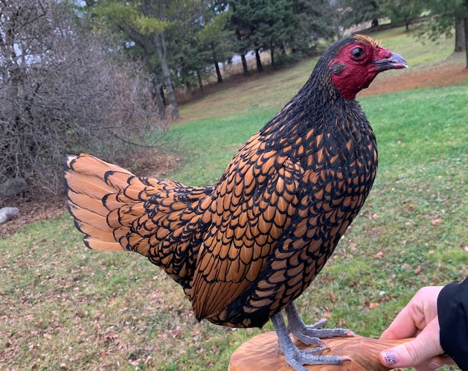 Taxidermy Golden Sebright Bantam Hen Mounted on Olive Wood Stand - Etsy