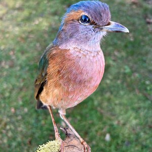 Taxidermy Blue-napped Pitta Mounted on Black Wooden Stand - Etsy