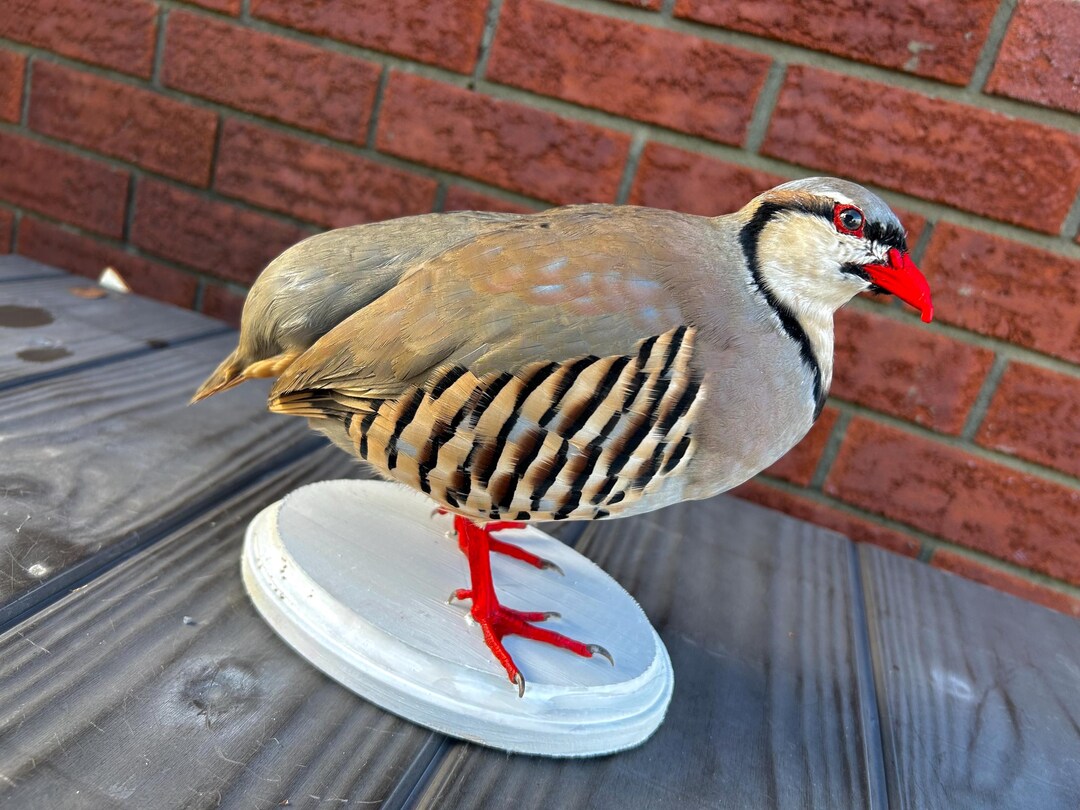 Taxidermy Chukar Partridge Mounted on White Wooden Stand - Etsy