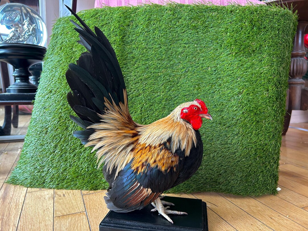 Taxidermy Mixed Bantam Rooster Mounted on Black Wooden Stand - Etsy