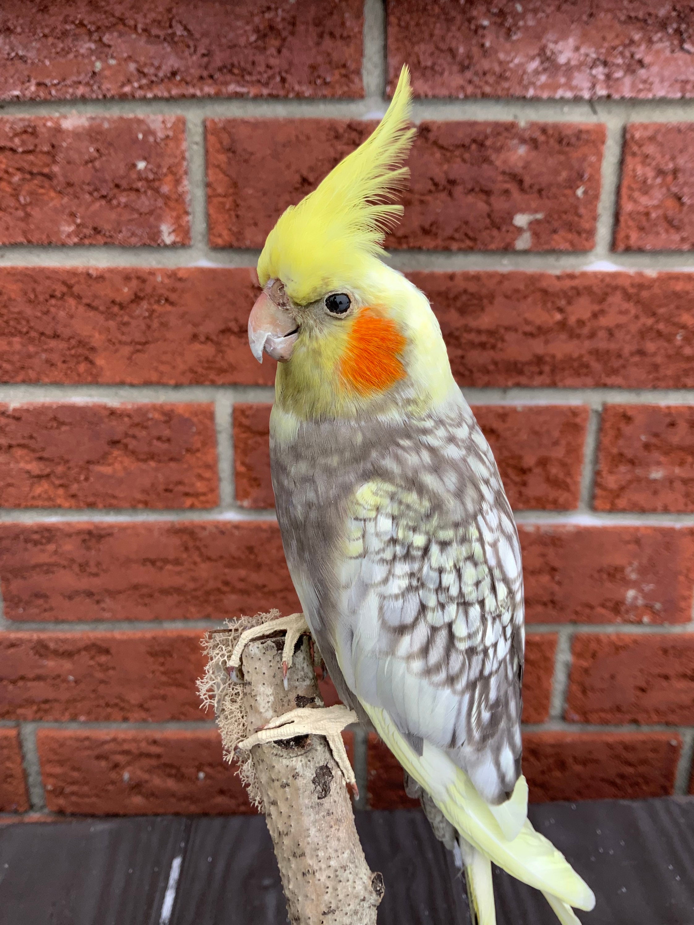 White Faced Pearl Cockatiel