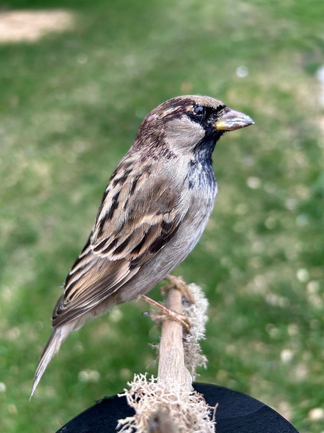 Taxidermy House Sparrow Mounted on Black Wooden Stand - Etsy