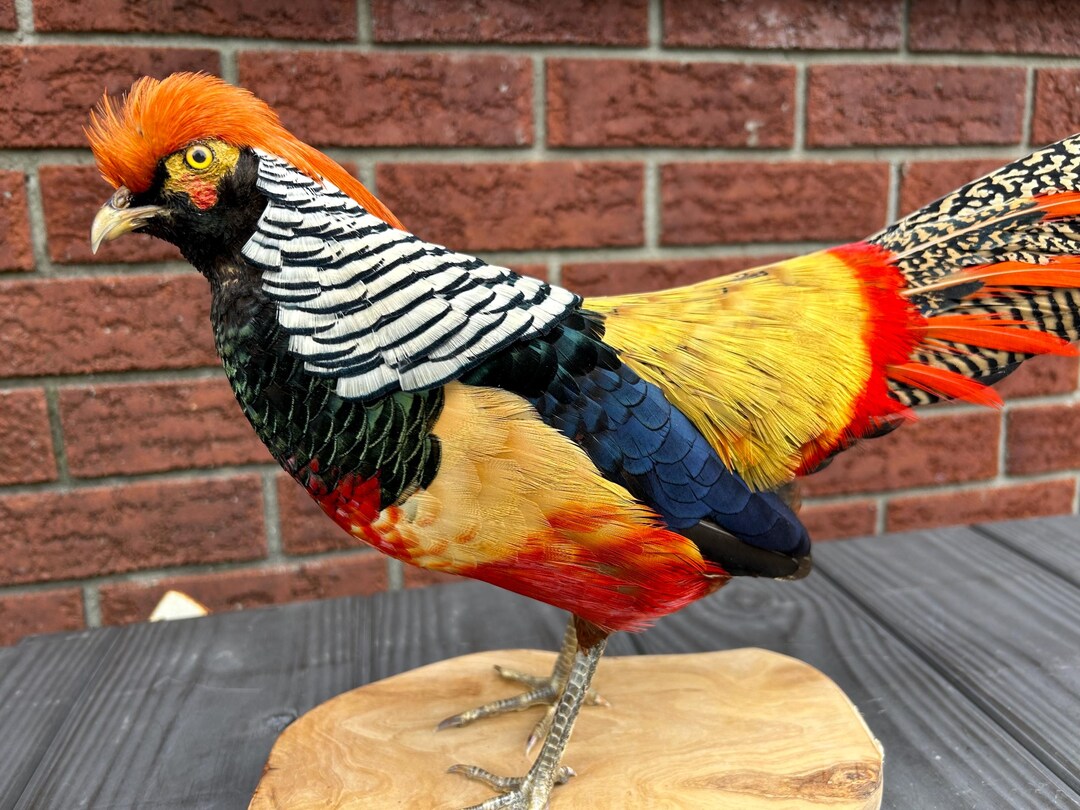 Taxidermy Lady Amherst’s Pheasant X Red Golden Pheasant Mounted on ...