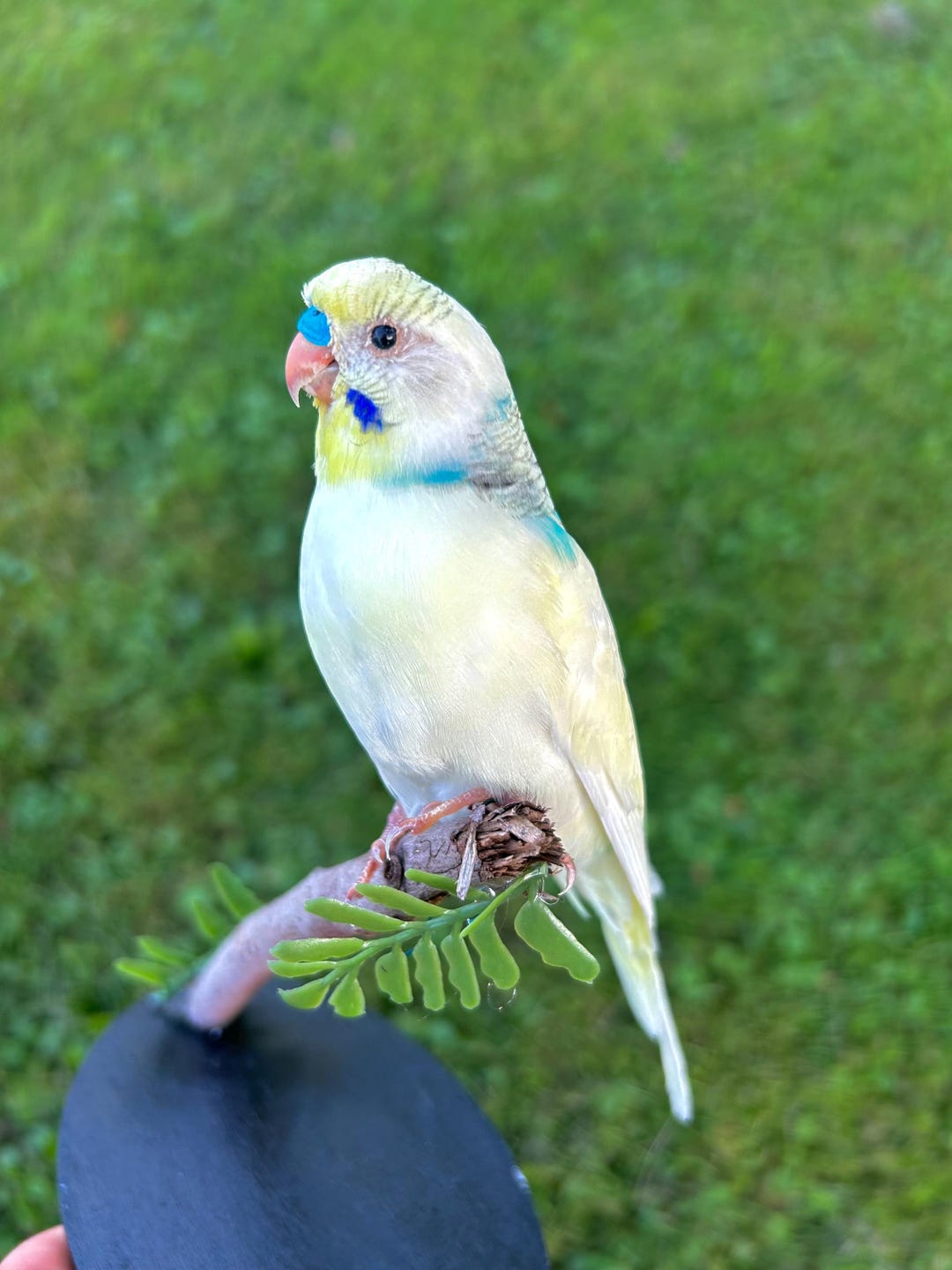 Taxidermy Pastel Budgerigar Parakeet Mounted on Black Wooden Stand - Etsy