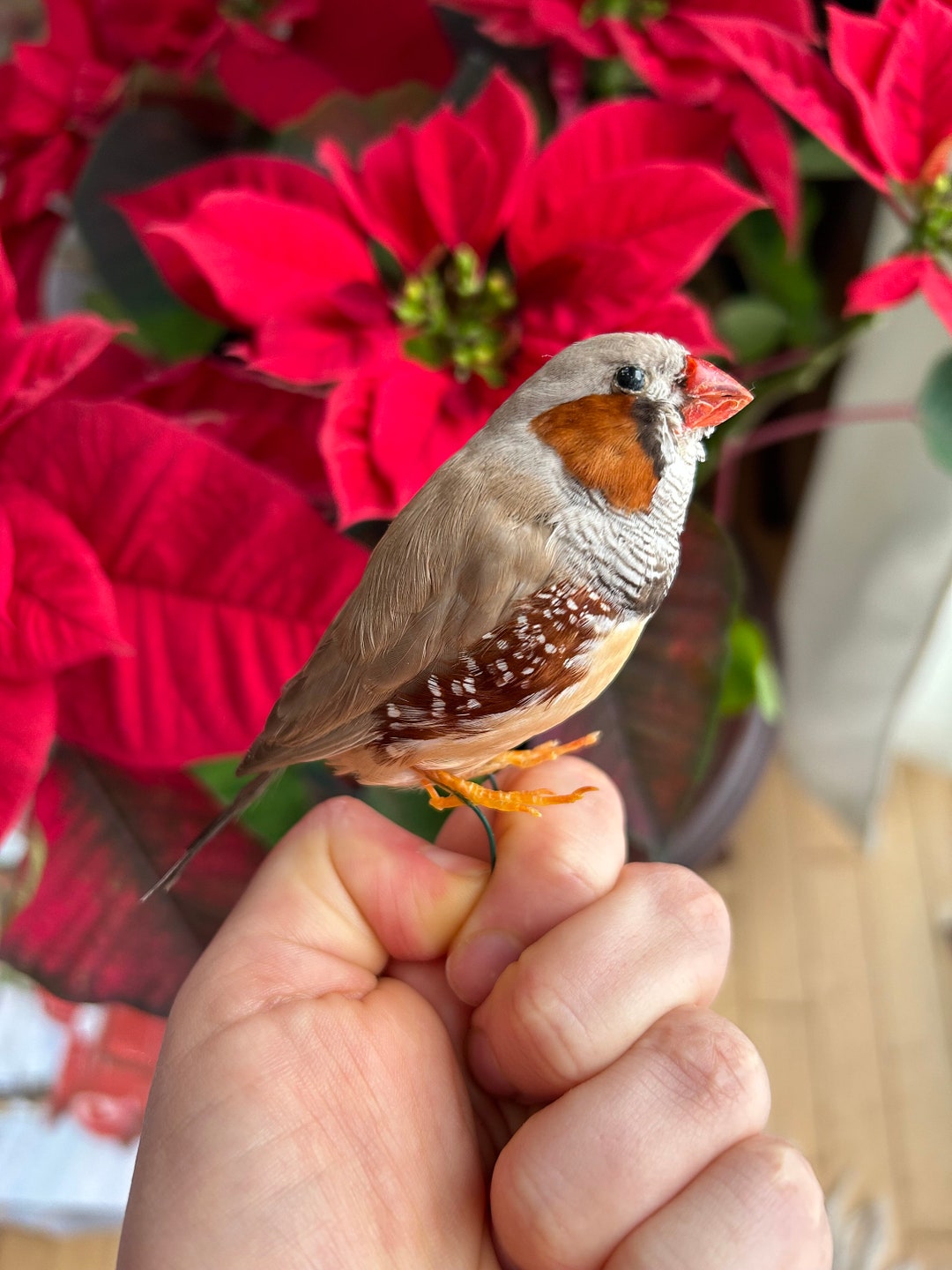 Taxidermy Fawn Chestnut-eared Finch Unmounted - Etsy