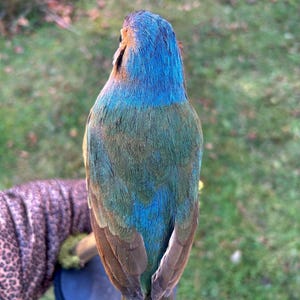 Taxidermy Blue-napped Pitta Mounted on Black Wooden Stand - Etsy