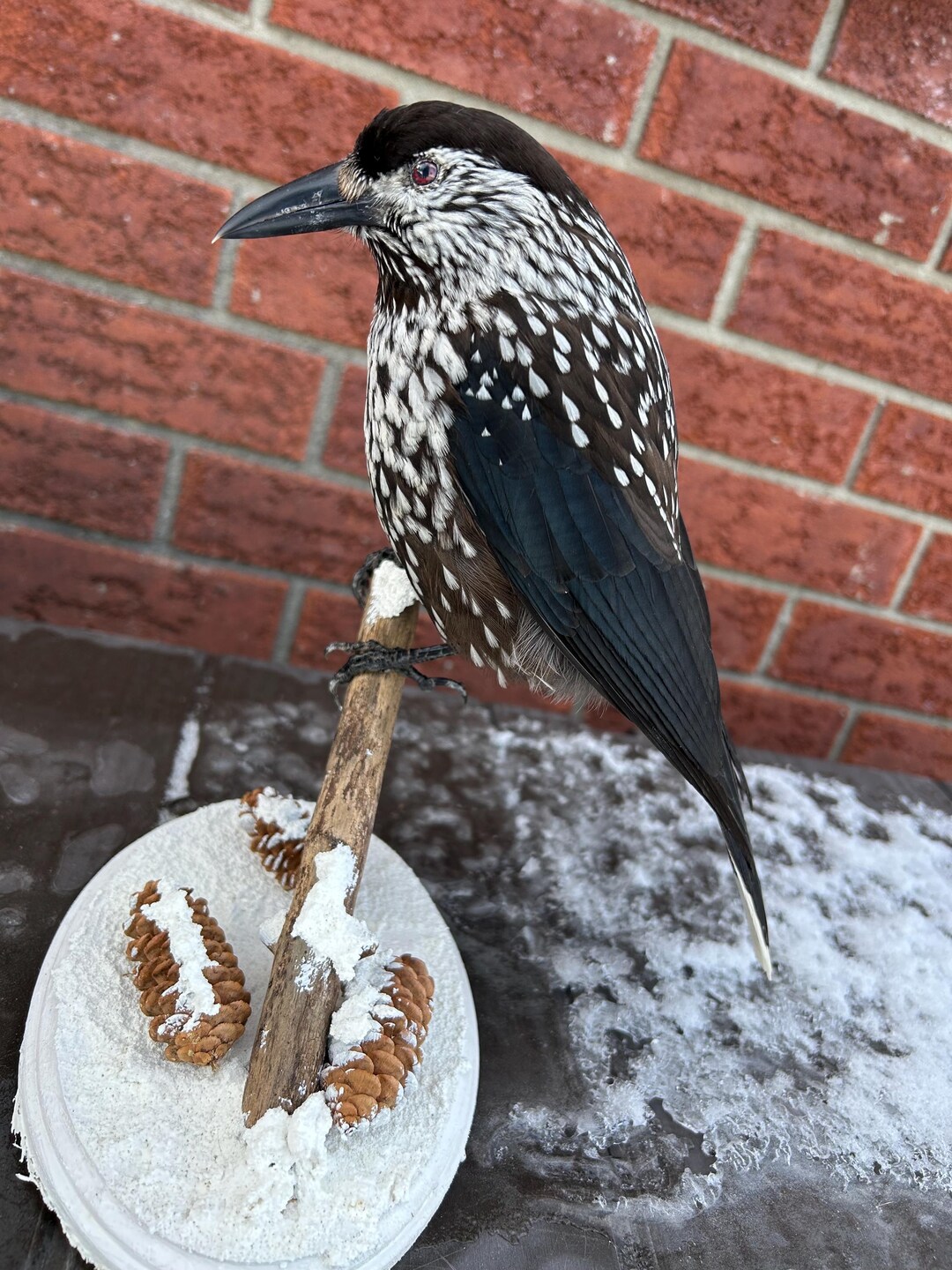 Taxidermy Northern Nutcracker Mounted on Winter Themed Wooden Stand - Etsy
