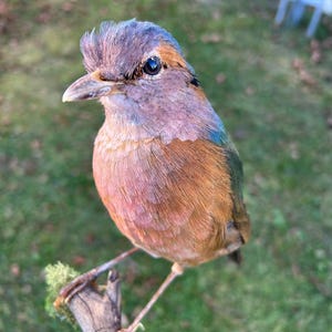 Taxidermy Blue-napped Pitta Mounted on Black Wooden Stand - Etsy
