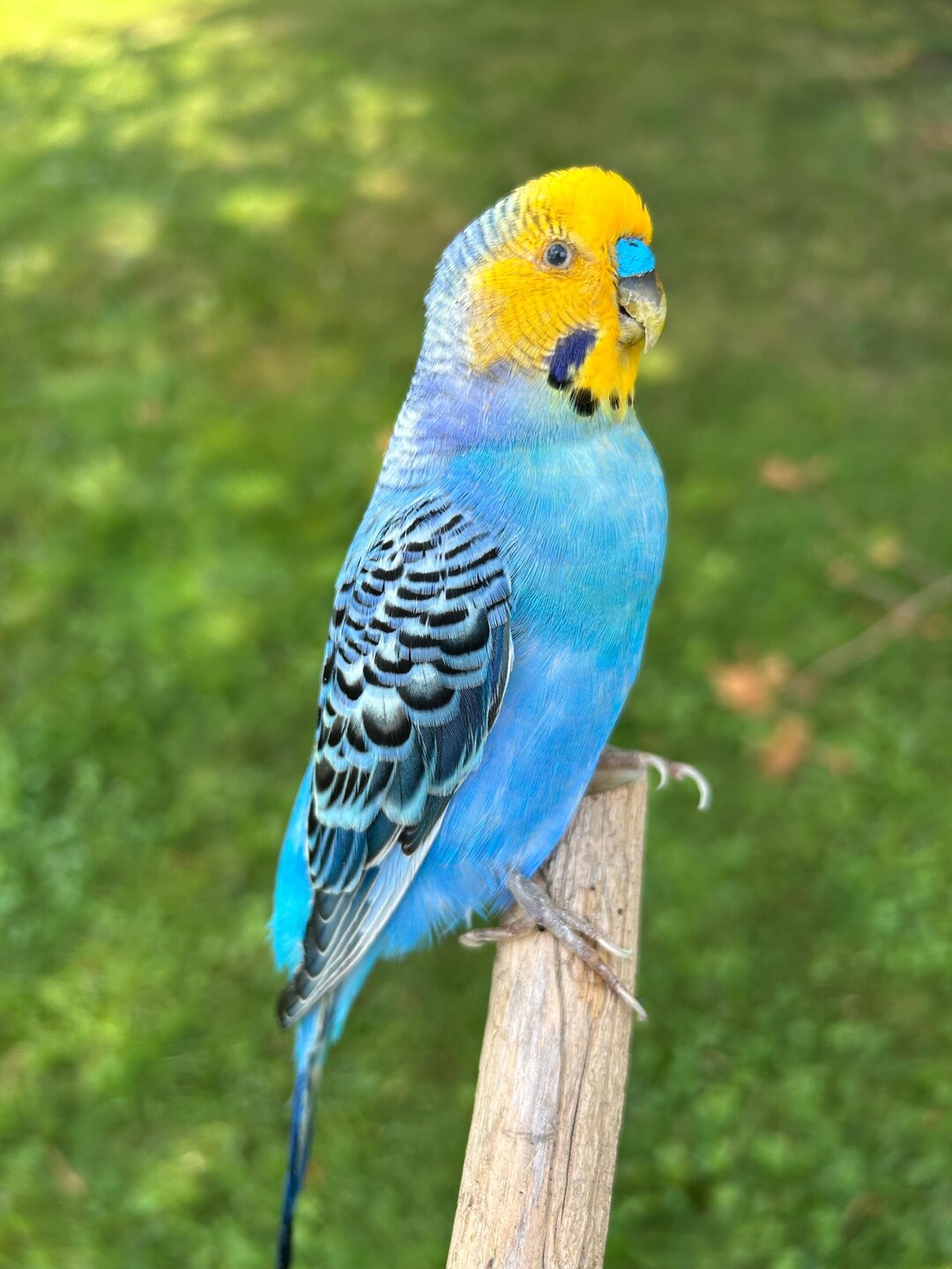 Taxidermy Yellow Faced Blue Spangled Budgerigar Parakeet Mounted on ...