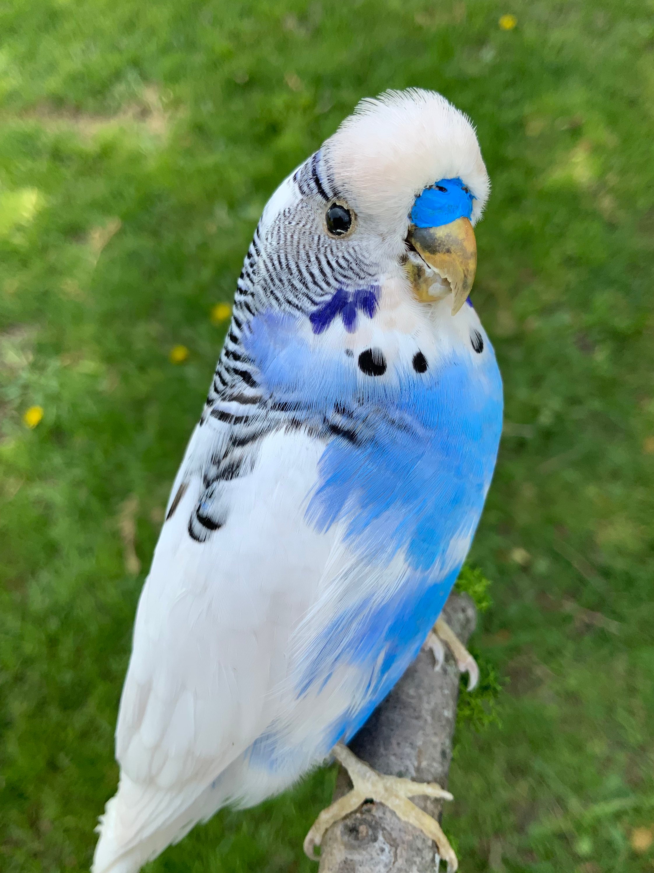 White And Blue Budgie