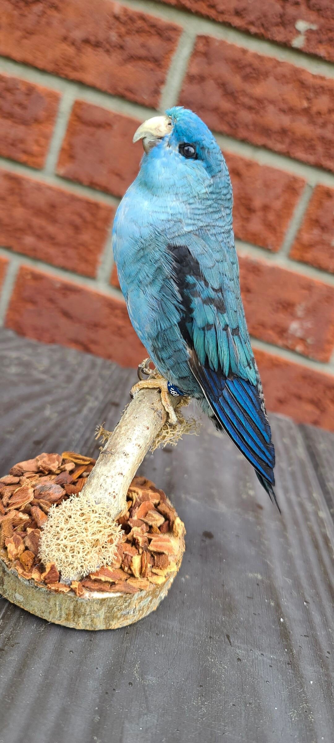 Turquoise Lineolated Parakeet