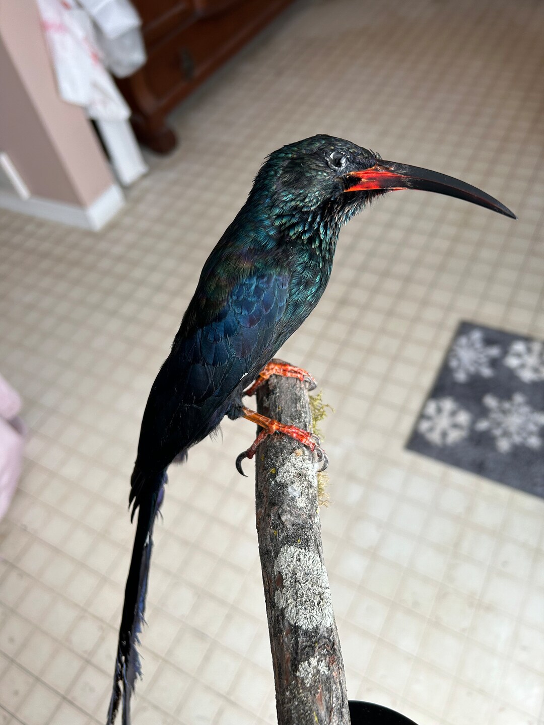 Taxidermy Common Wood Hoopoe Mounted on Black Wooden Stand - Etsy
