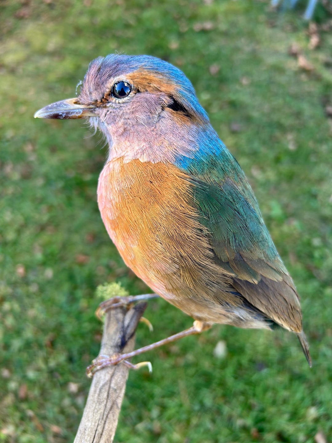Taxidermy Blue-napped Pitta Mounted on Black Wooden Stand - Etsy
