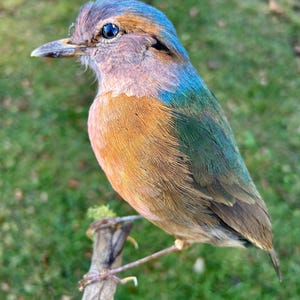 Taxidermy Blue-napped Pitta Mounted on Black Wooden Stand - Etsy