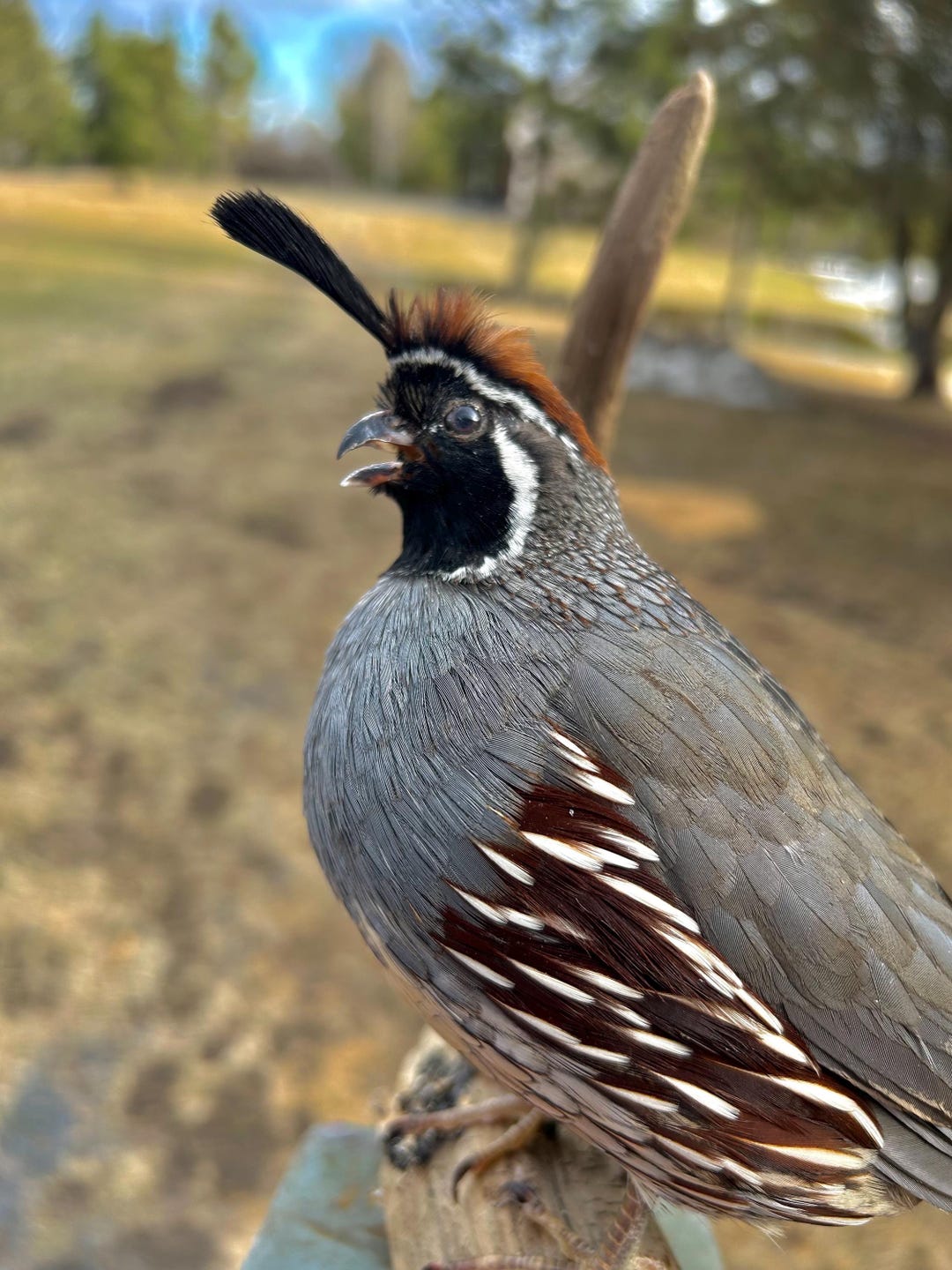 Taxidermy Gamble’s Quail Mounted on Natural Drift Wood Stand - Etsy