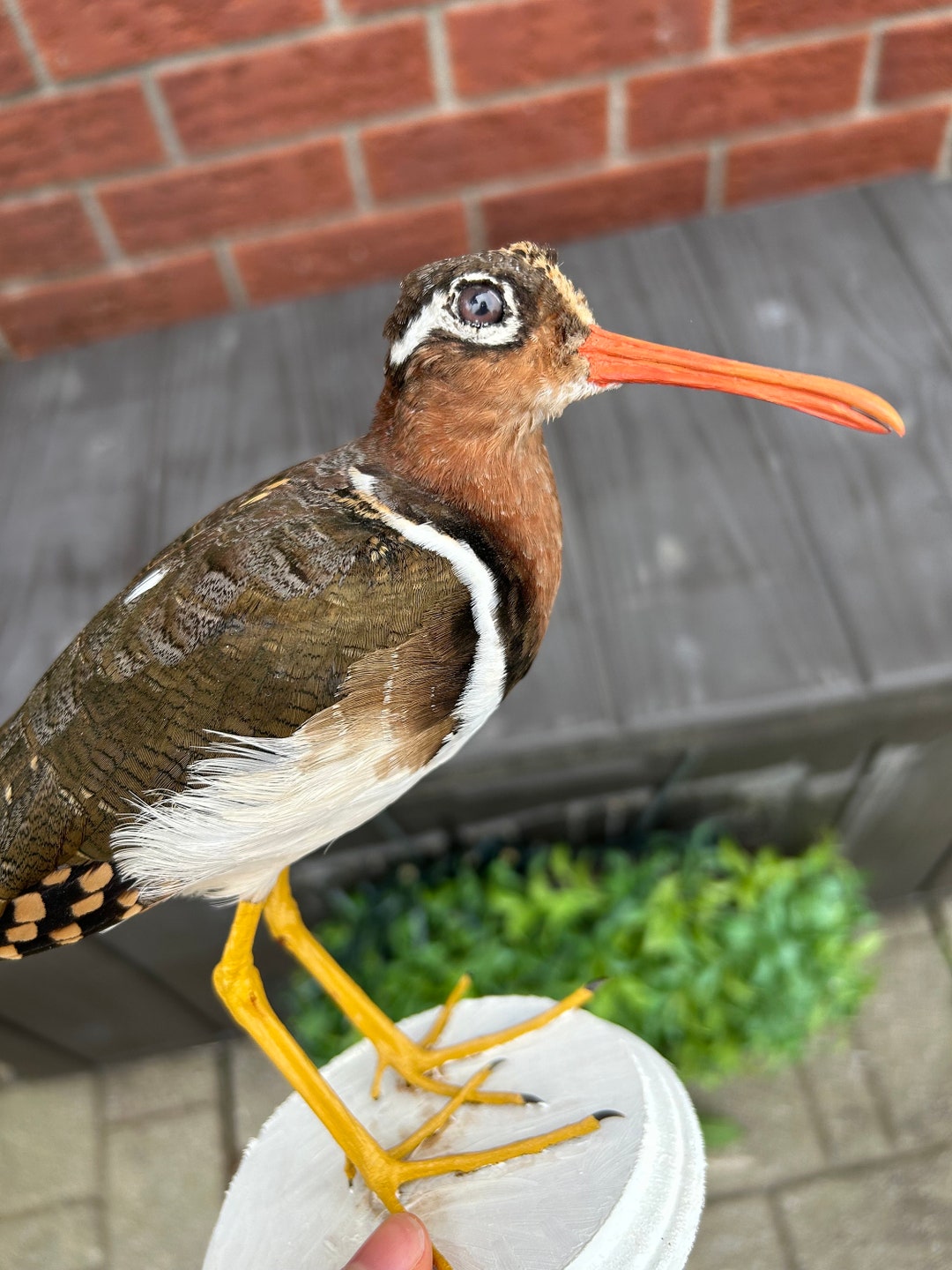 Taxidermy Greater Painted Snipe Mounted on White Wooden Stand - Etsy