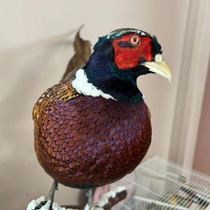 Taxidermy Common Pheasant Mounted on Winter Themed Stand - Etsy