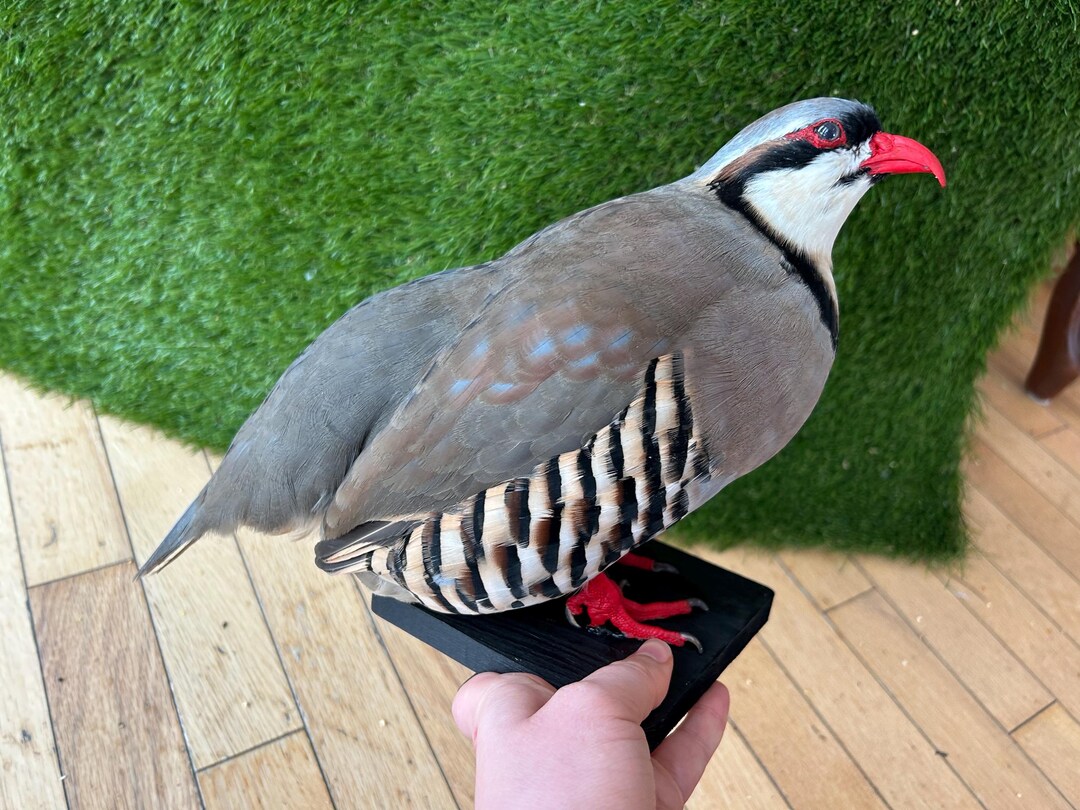 Taxidermy Chukar Partridge Mounted on Black Wooden Stand - Etsy
