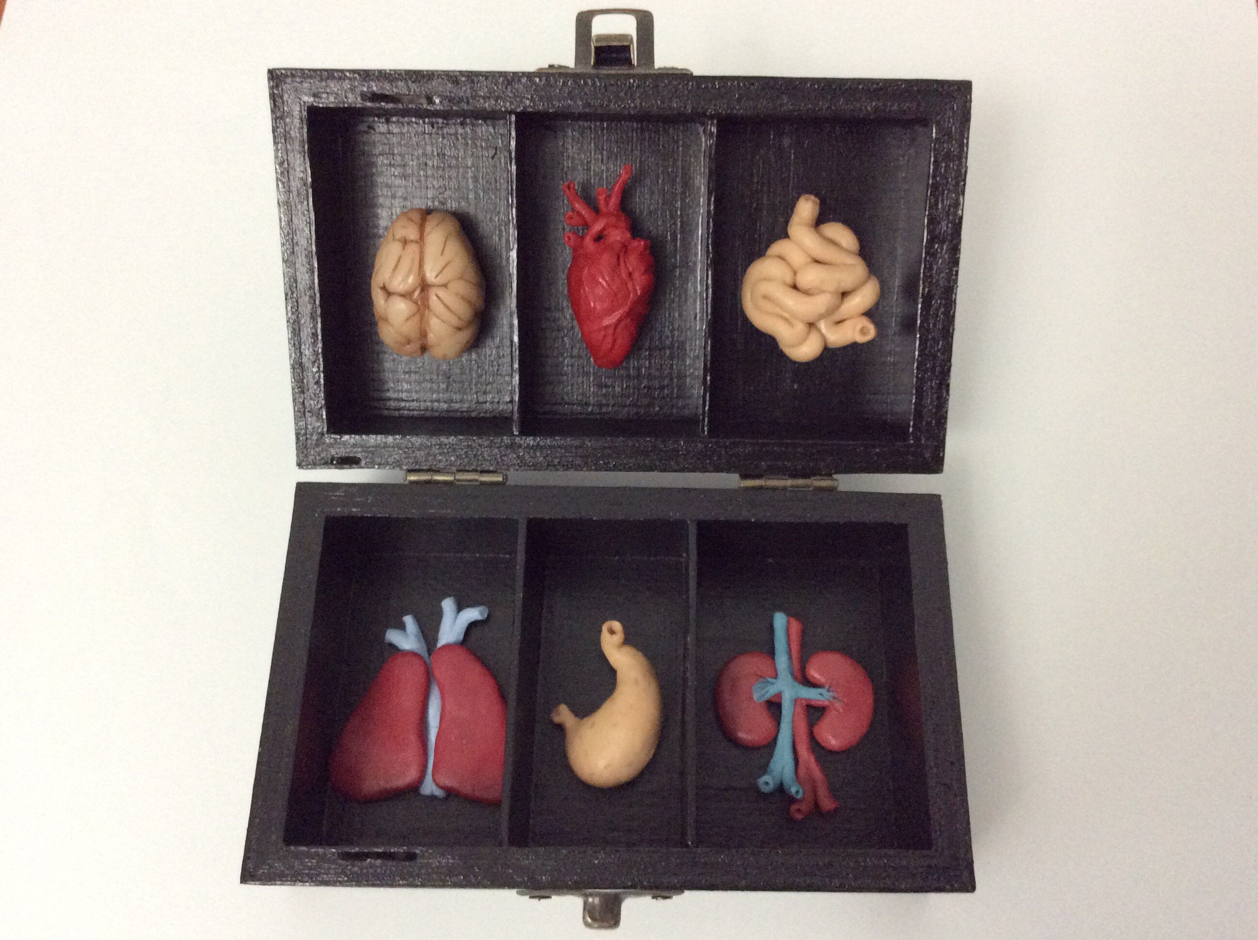 Miniature Anatomy Kit in a Wooden Box - Etsy