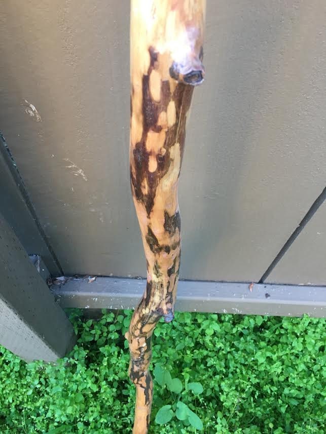 Natural Wood Walking Staff - Etsy