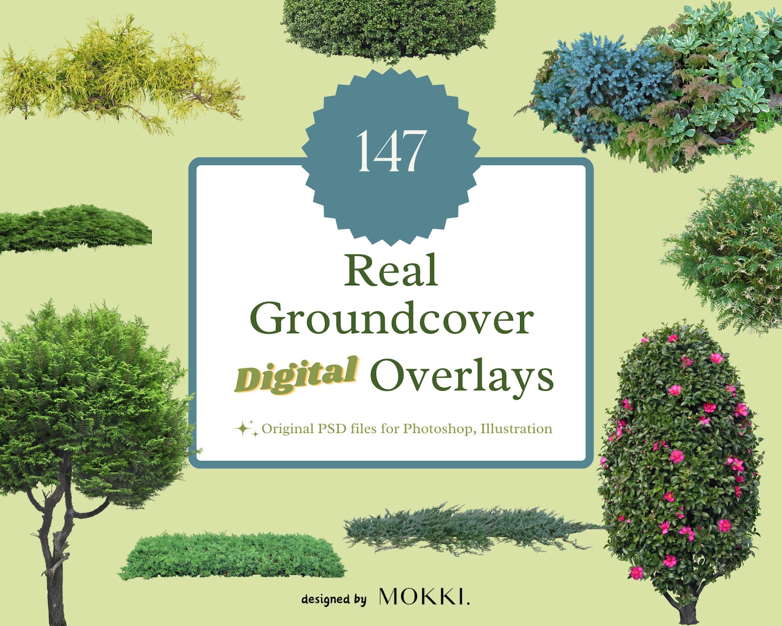 147 Real Groundcover Garden Plant Overlays Photoshop JPG/PNG/PSD ...