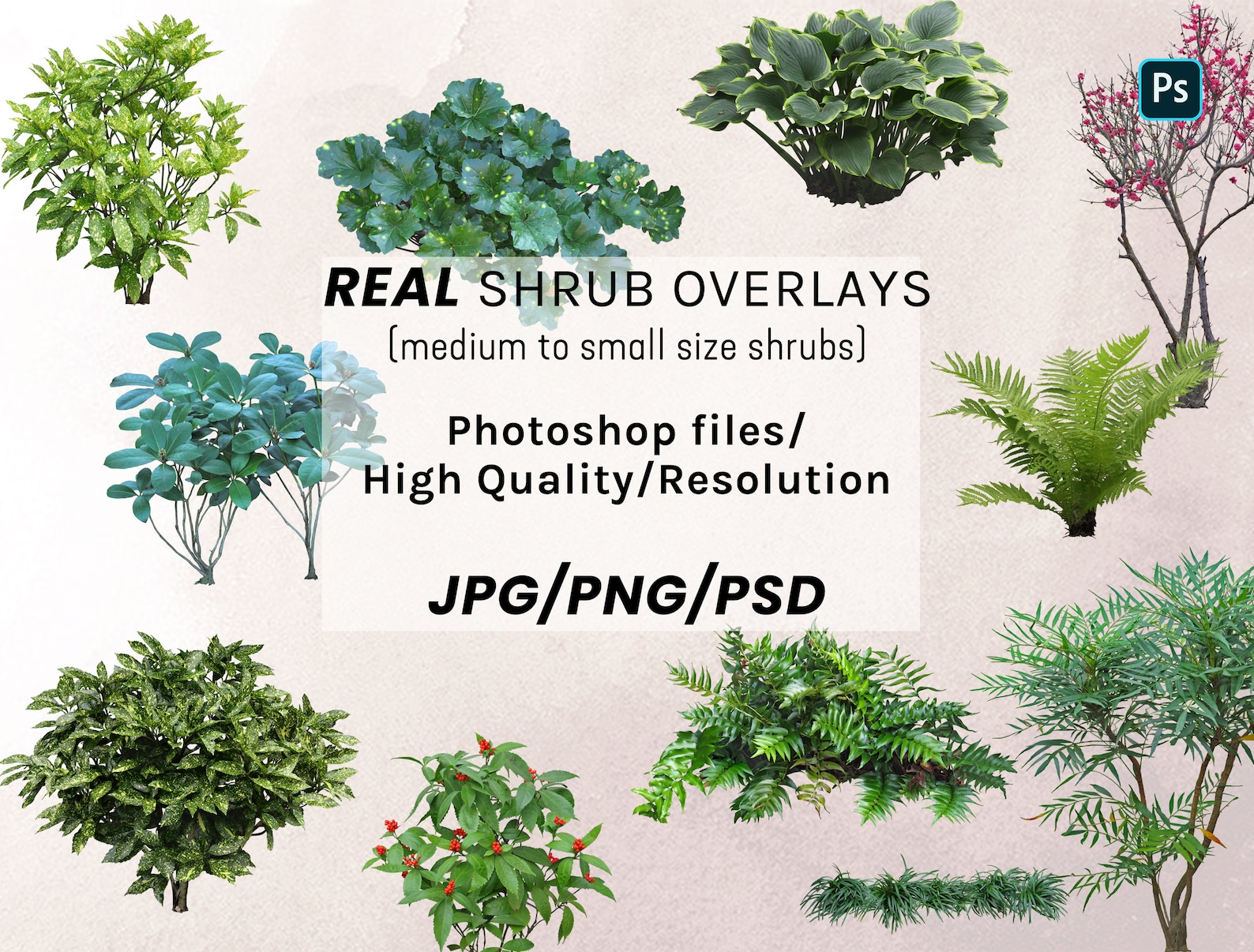 72 Real Shrub Overlays, Tree/shrub Clipart, for Photoshop/illustrator ...