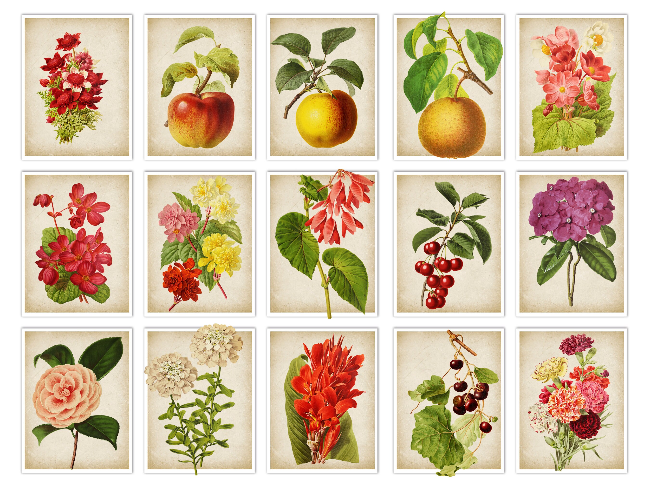 Vintage Fruits and Flowers Clipart Floral Botanical Illustration ...