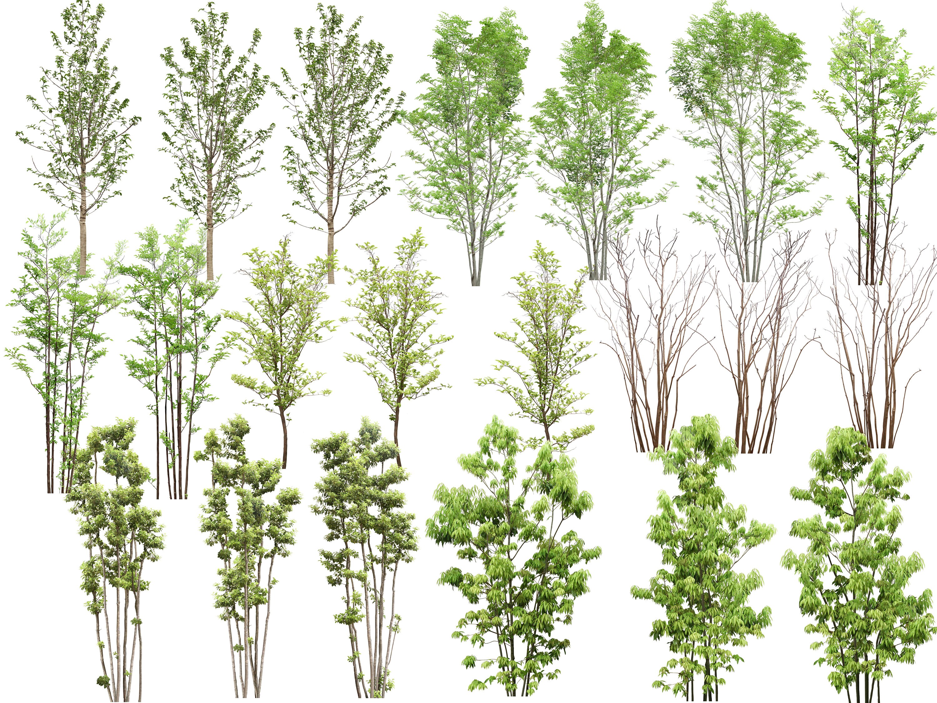 83 Real Tree Overlays, Tree Clipart, for Photoshop/illustrator Render ...