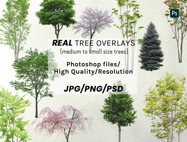 83 Real Tree Overlays, Tree Clipart, for Photoshop/illustrator Render ...