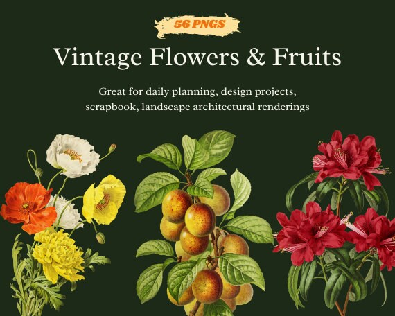 Vintage Fruits and Flowers Clipart Floral Botanical Illustration ...