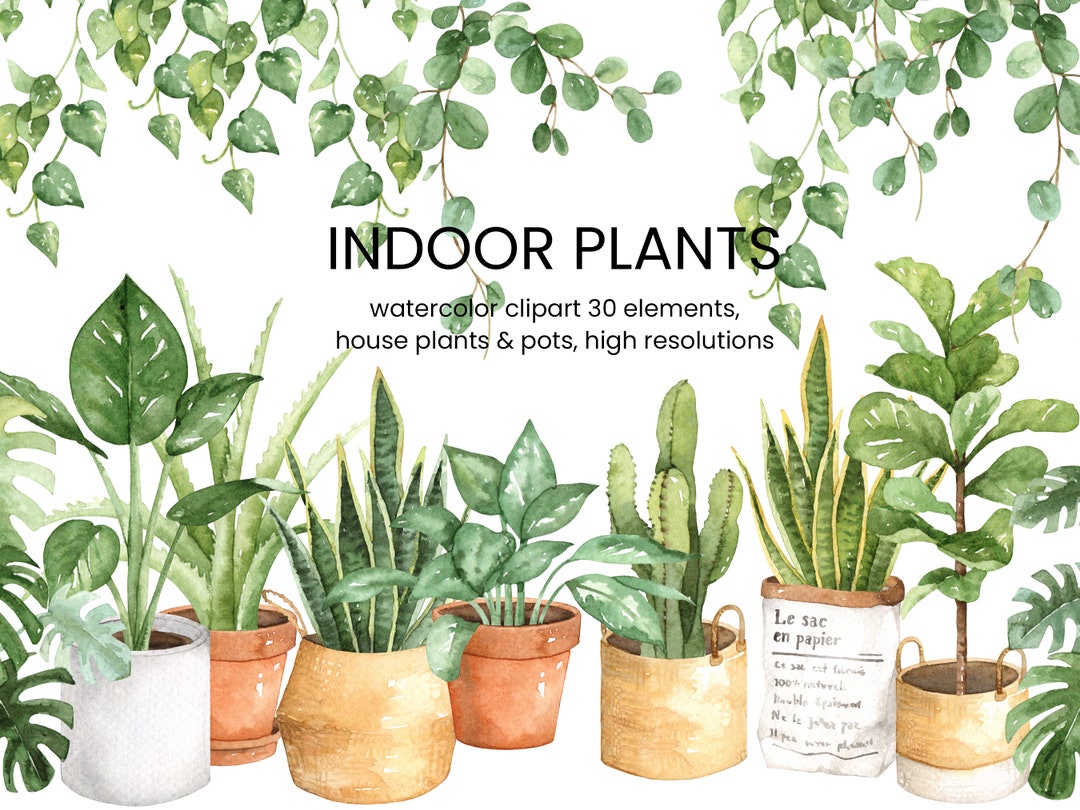 Indoor Plants Watercolor Clipart Beautiful Houseplants Png - Etsy