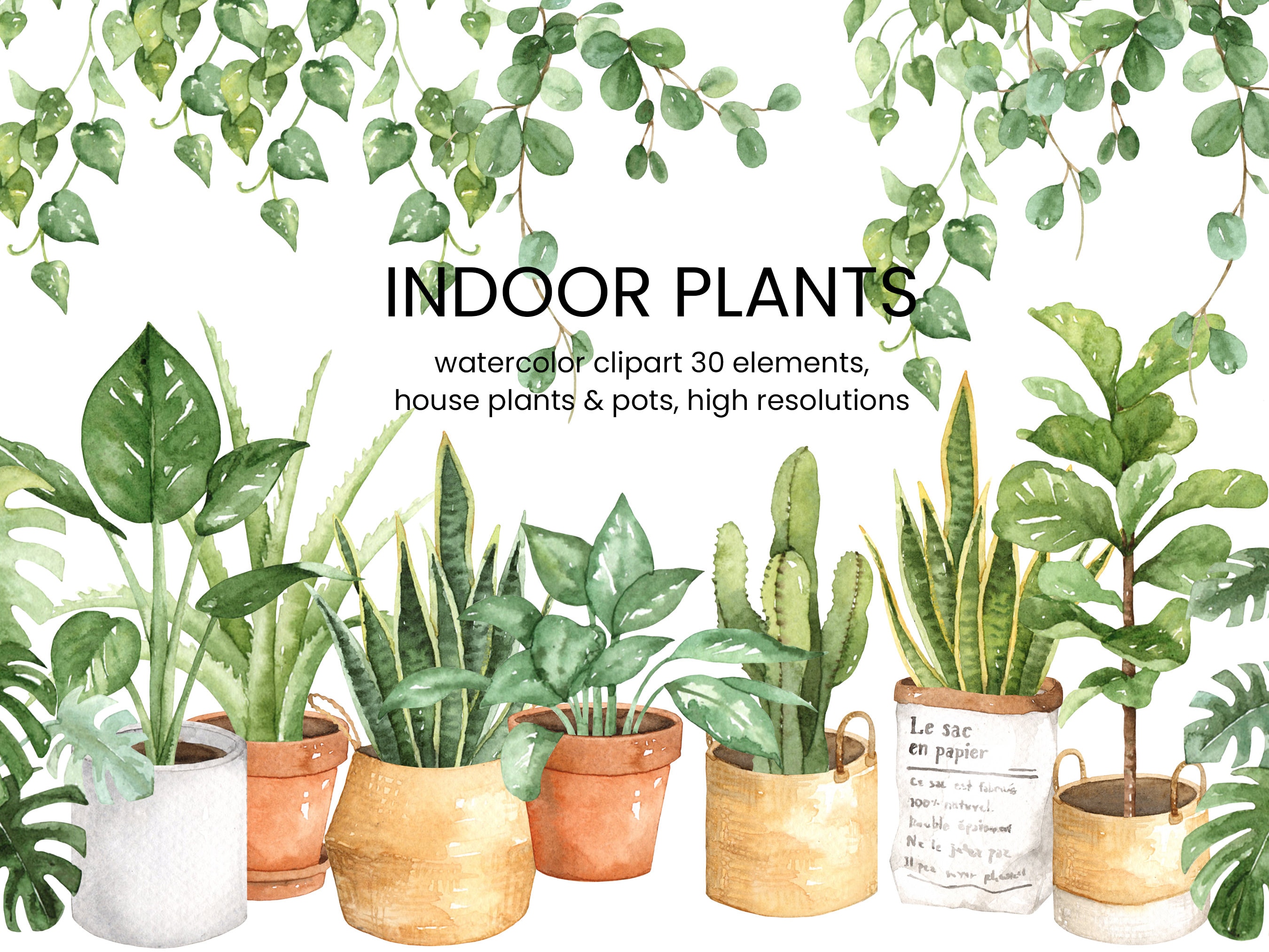 Indoor Plants Watercolor Clipart Beautiful Houseplants Png - Etsy