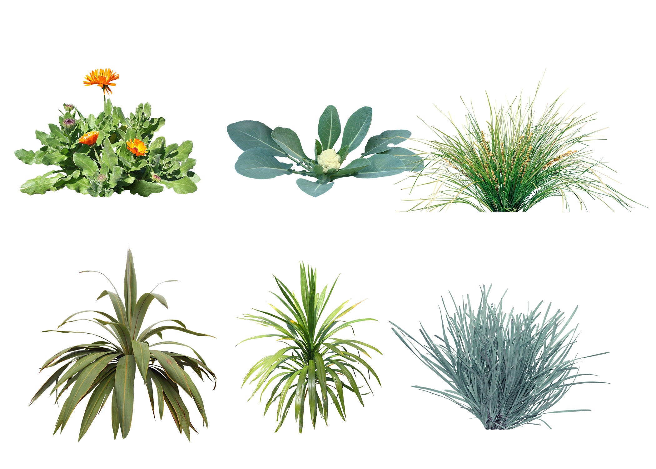 100 Assorted Plant Overlays for Photoshop, Plants, Outdoor Plants ...