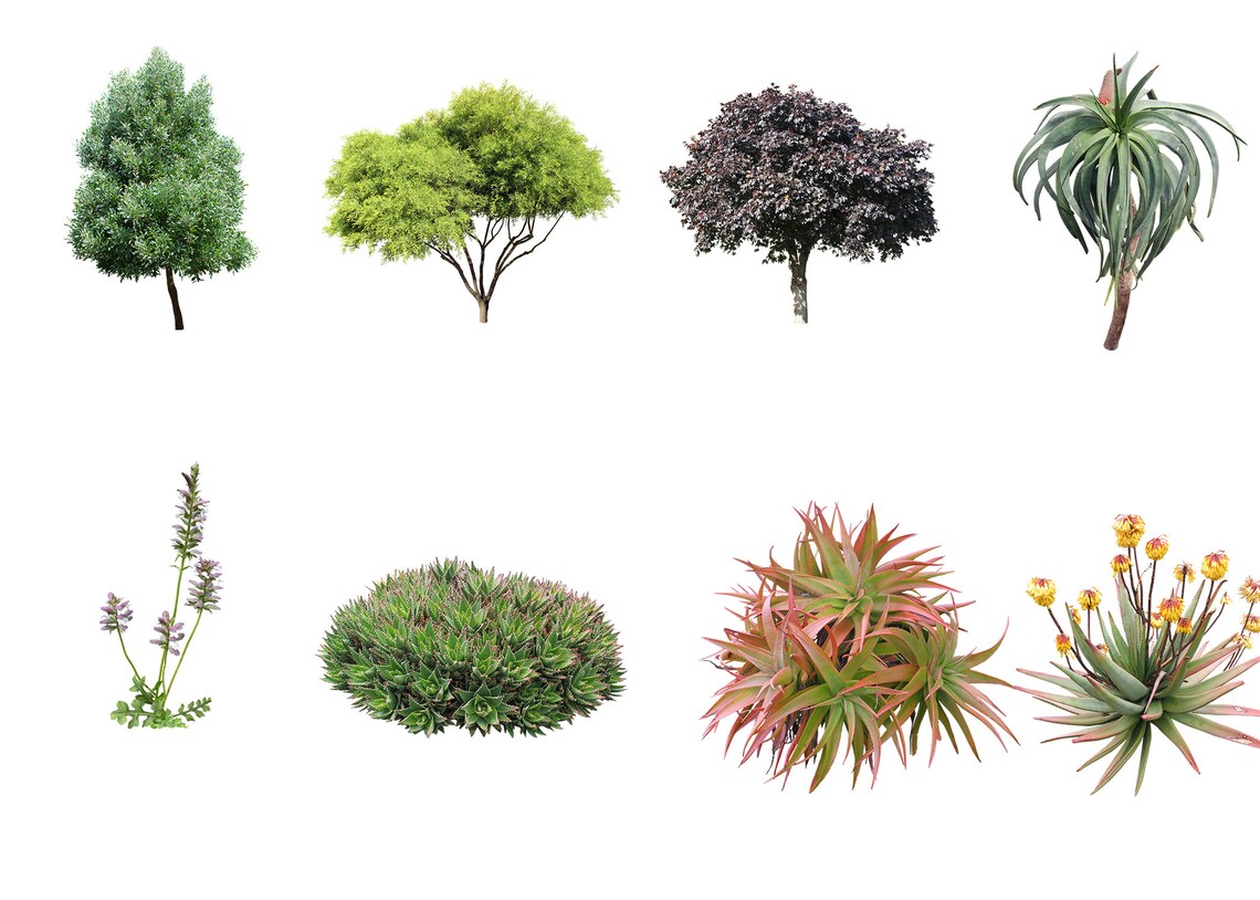 100 Assorted Plant Overlays for Photoshop, Plants, Outdoor Plants ...