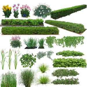 147 Real Groundcover Garden Plant Overlays Photoshop JPG/PNG/PSD ...