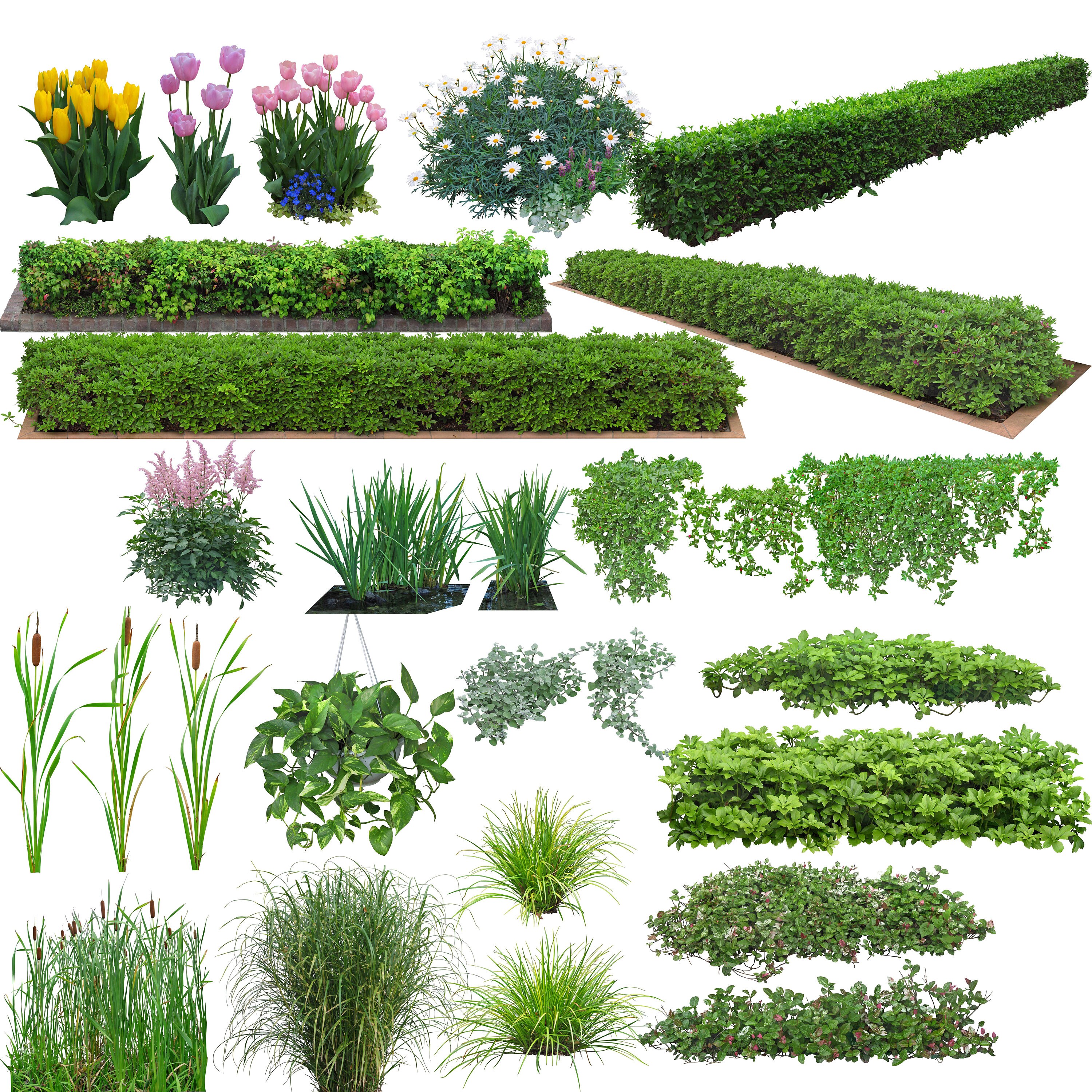 147 Real Groundcover Garden Plant Overlays Photoshop JPG/PNG/PSD ...