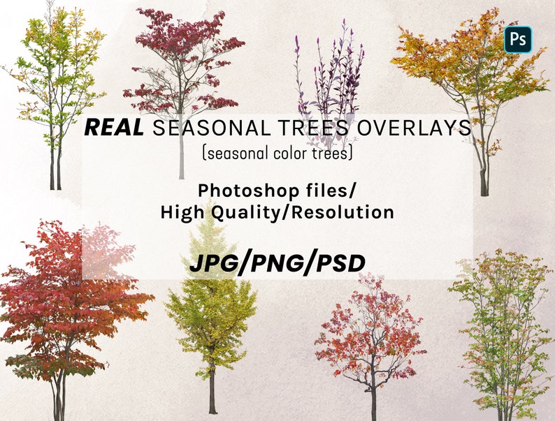 50 Real Trees Clipart Trees Overlays Forest Plants Photography Garden ...