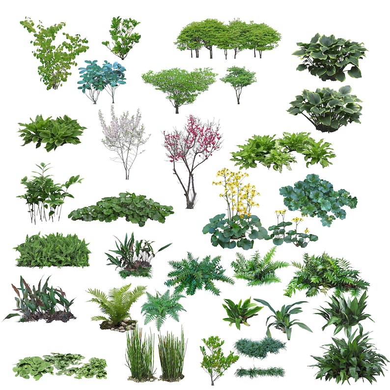 72 Real Shrub Overlays, Tree/shrub Clipart, for Photoshop/illustrator ...