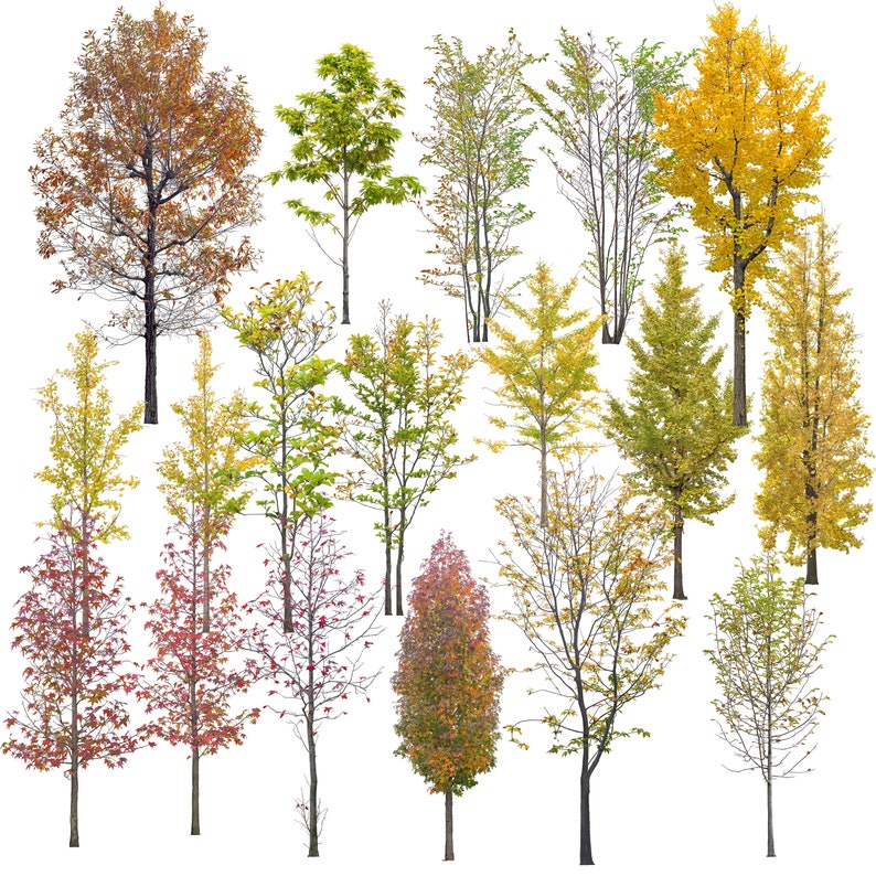 50 Real Trees Clipart Trees Overlays Forest Plants Photography Garden ...