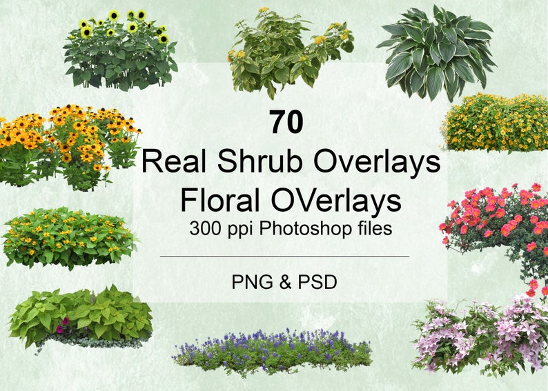 70 Real Shrub Overlays, Floral Clipart, JPG/PNG/PSD, High Resolution ...