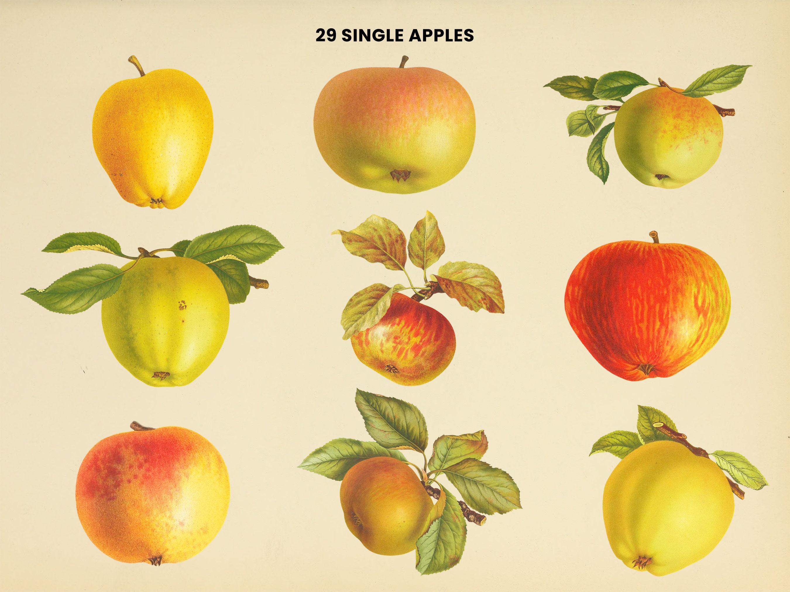 Vintage Fruit Apple Clipart Pear Clipart Watercolor Clipart Instant ...