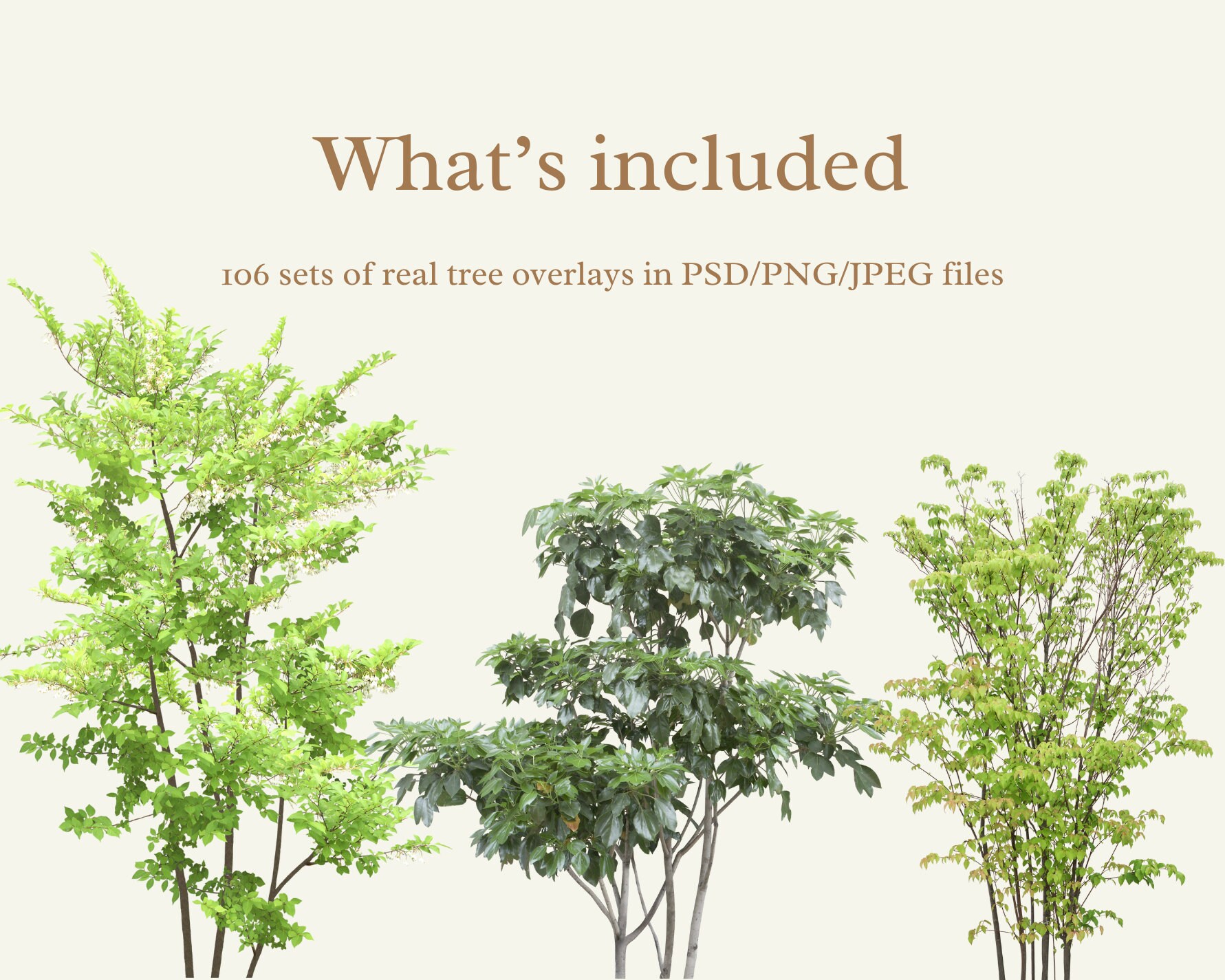 83 Real Tree Overlays, Tree Clipart, for Photoshop/illustrator Render ...