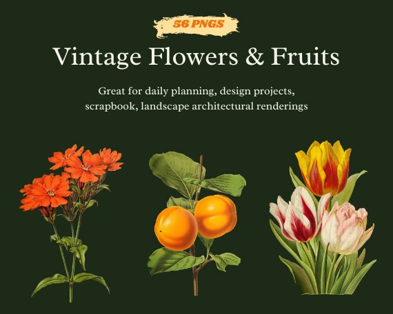 Vintage Fruits and Flowers Clipart Floral Botanical Illustration ...