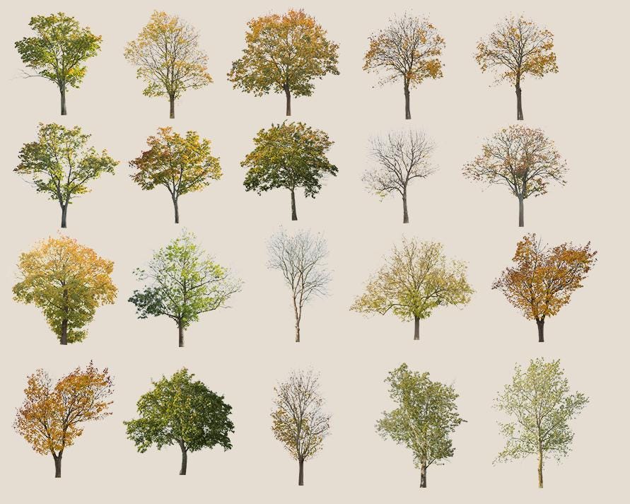 120 Real Autumn Trees Overlays High-resolution PNG Digital Instant ...